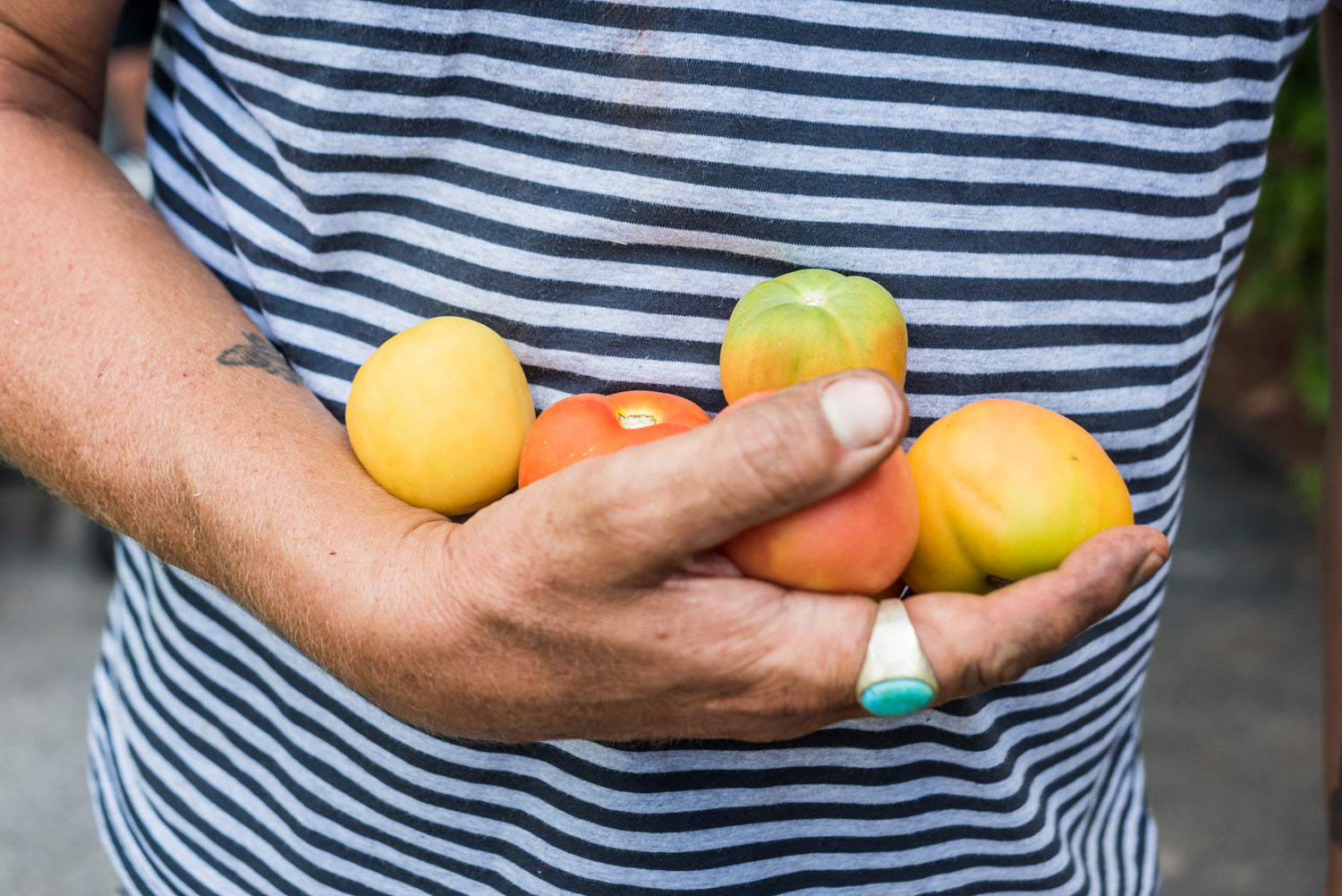 About – Happy Cat Farm