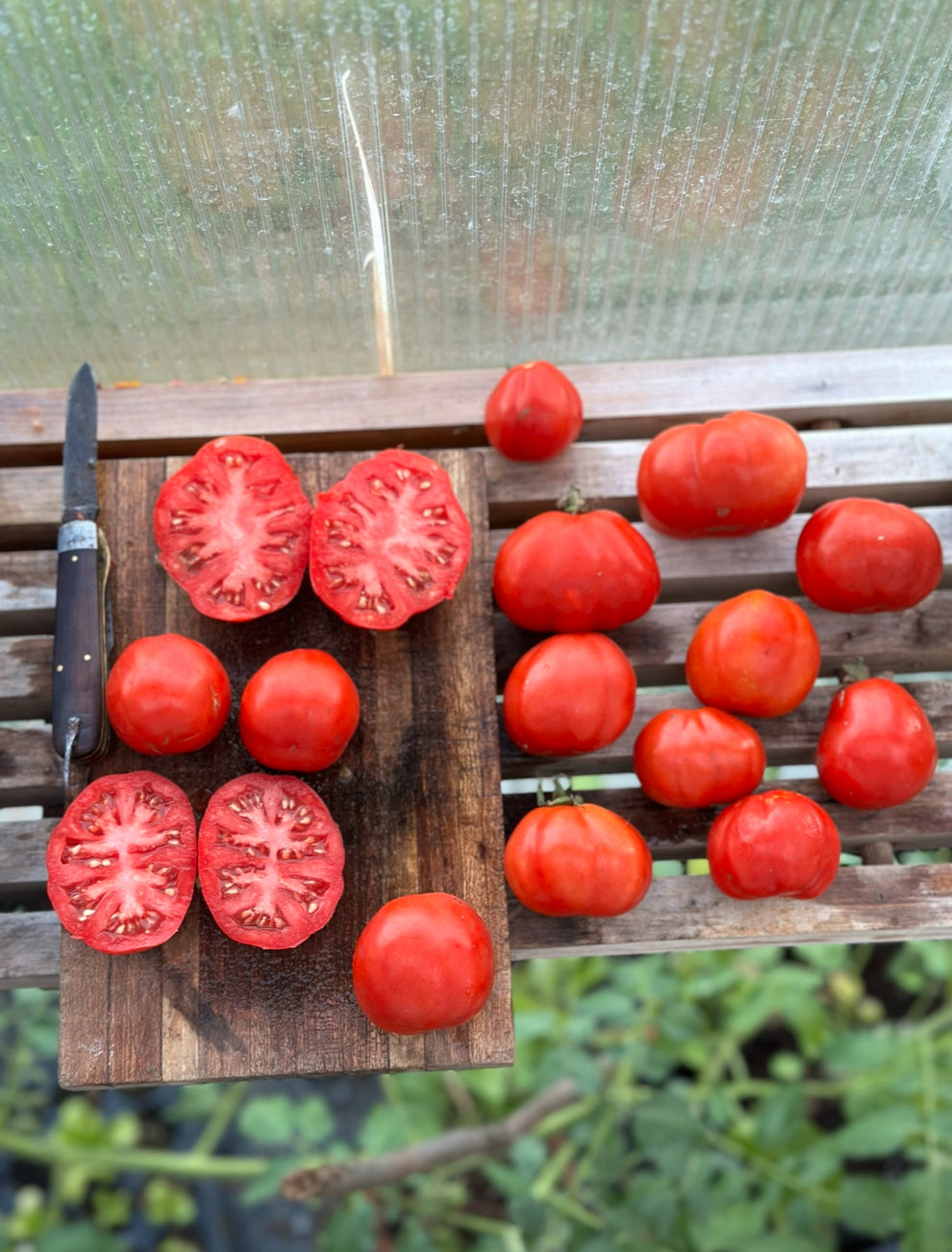 Italian heirloom tomato seed collection # 2 – Happy Cat Farm